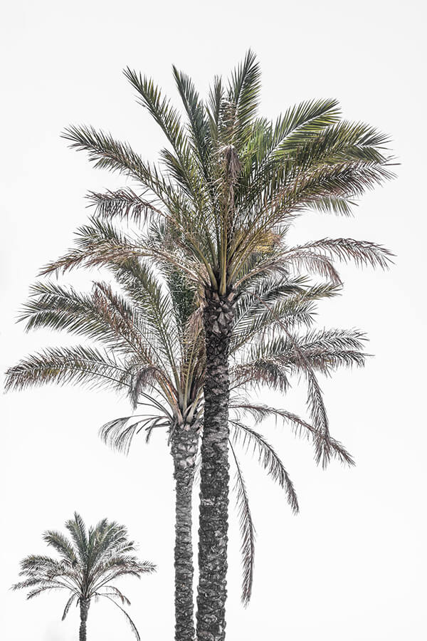Palm Trees: New Work by Cattie Coyle Photography