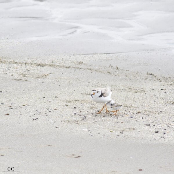 Piping Plovers at Good Harbor Beach