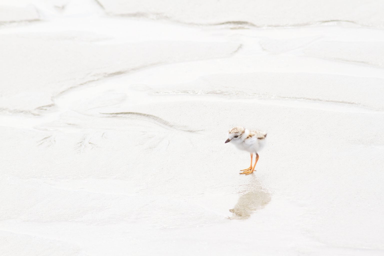 Piping Plovers at Good Harbor Beach